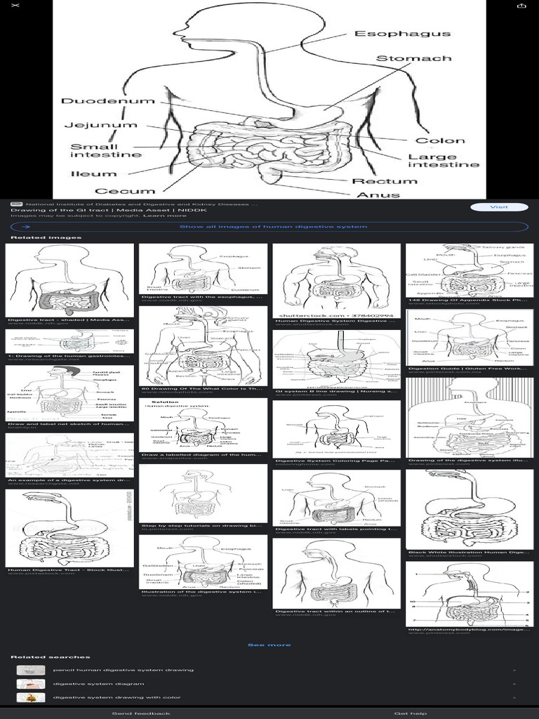 Images: How To Draw Human Digestive System Step by ... - Youtube | PDF ...