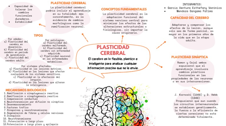 La Capacidad Del Cerebro Para Adaptarse Una Introducción A La Plasticidad Cerebral Pdf 
