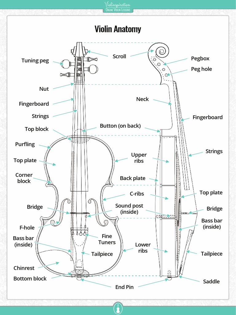 Violin Anatomy and Parts Diagram | PDF | Music Technology | Chordophones
