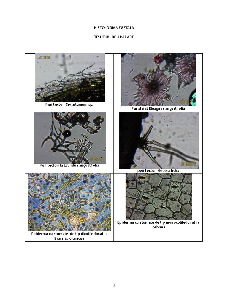 Tesuturi de Aparare | PDF