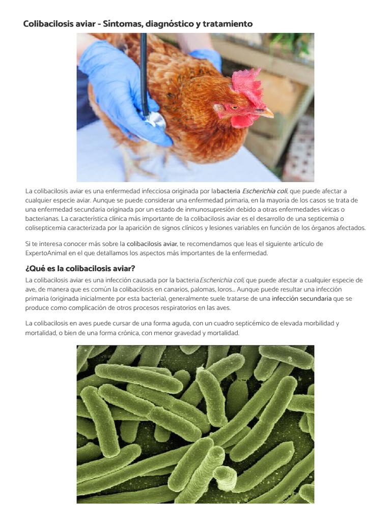 Colibacilosis Aviar - Síntomas, Diagnóstico y Tratamiento Colibacilosis ...