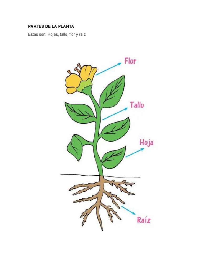 Partes de La Planta | PDF
