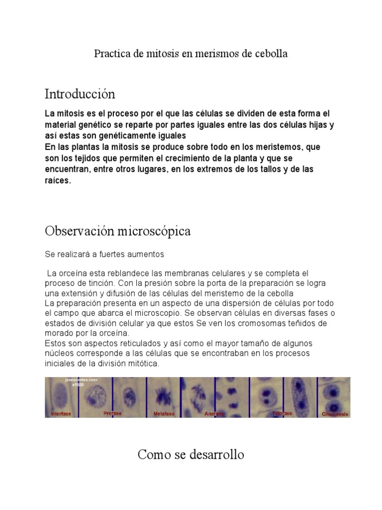Introducción: Practica de Mitosis en Merismos de Cebolla | PDF ...