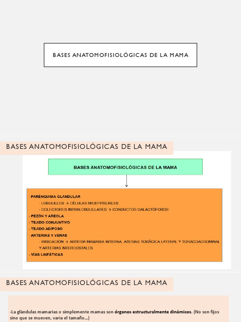 Bases Anatomofisiológicas de La Mama | PDF