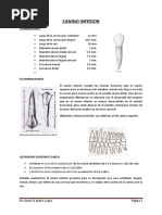 Resumen Canino Inferior | PDF | Anatomia dental | Ramas de Odontología