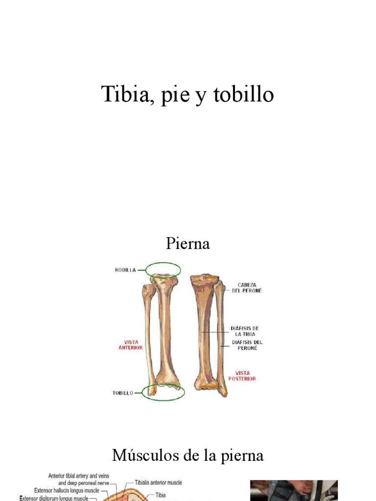 Tibia, Pie y Tobillo | PDF | Pie | Tobillo