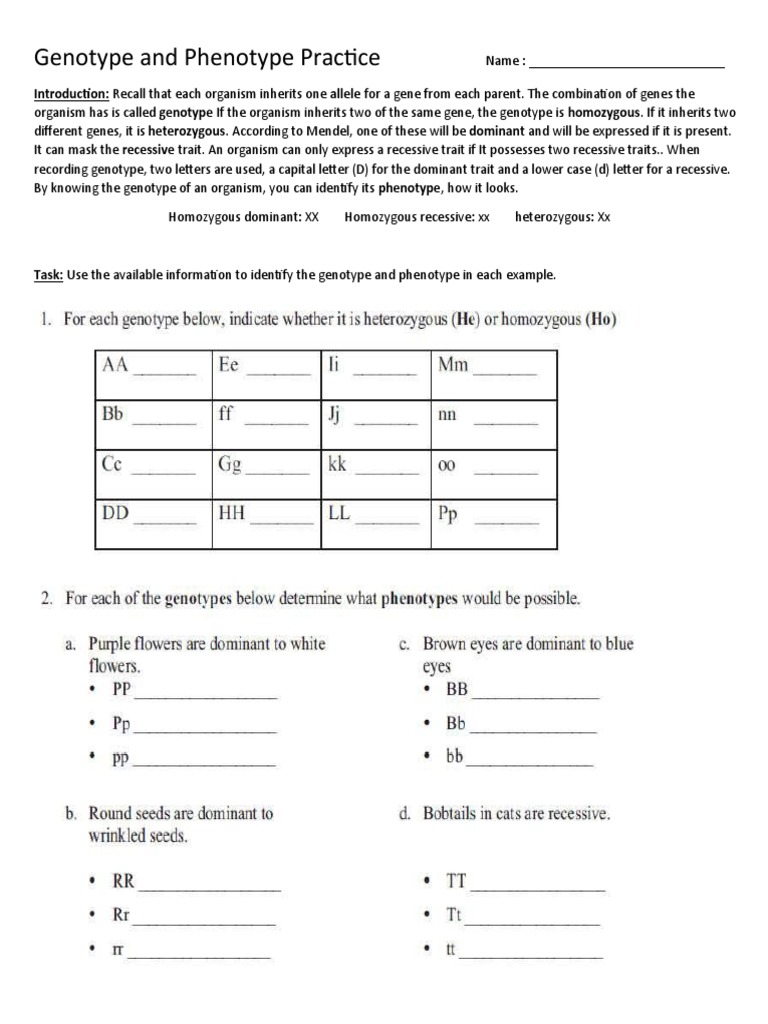 Genotype Phenotype Worksheet | PDF | Dominance (Genetics) | Genotype