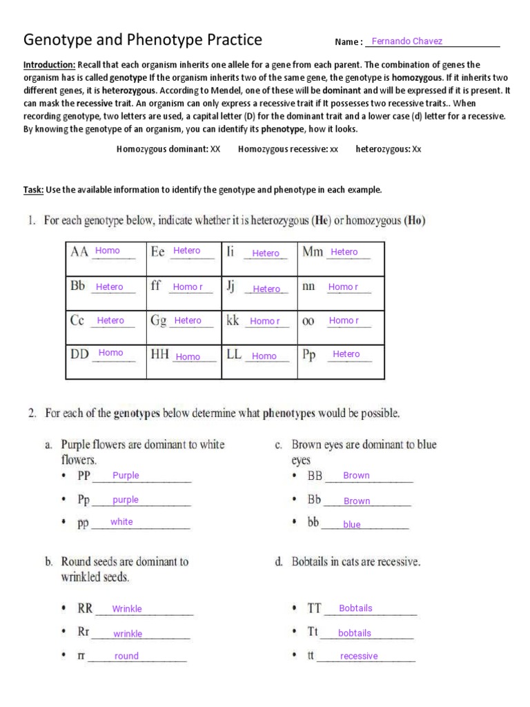 Genetics Worksheet Part 1 Understanding Phenotype And Genotype 8.2