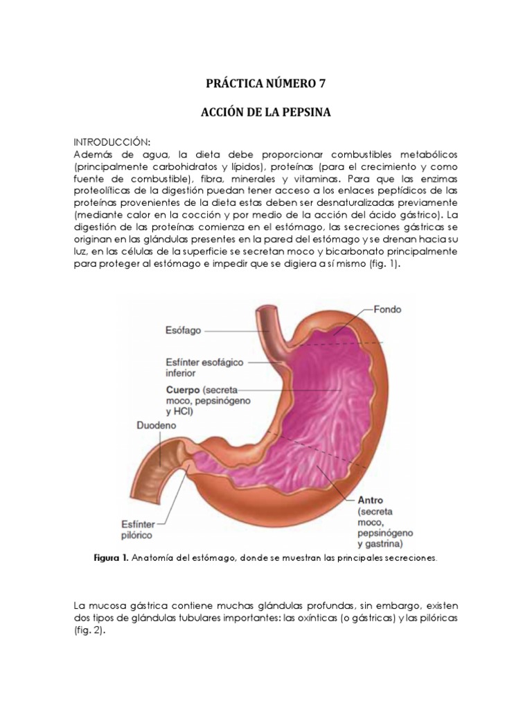 Practica 7 Pepsina | PDF