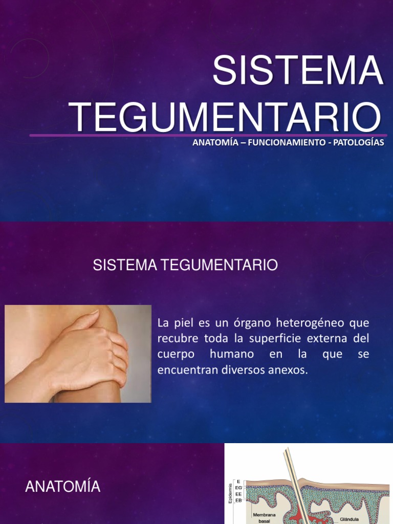 Sistema Tegumentario: Anatomía - Funcionamiento - Patologías | PDF