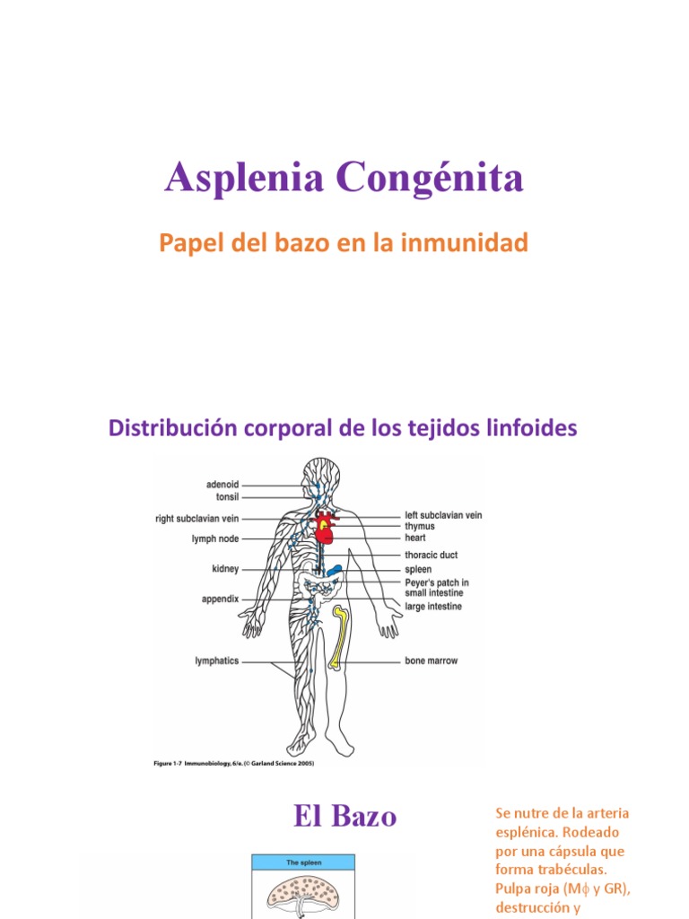 Asplenia Congénita y sus Riesgos | PDF | Bazo | Microbiología