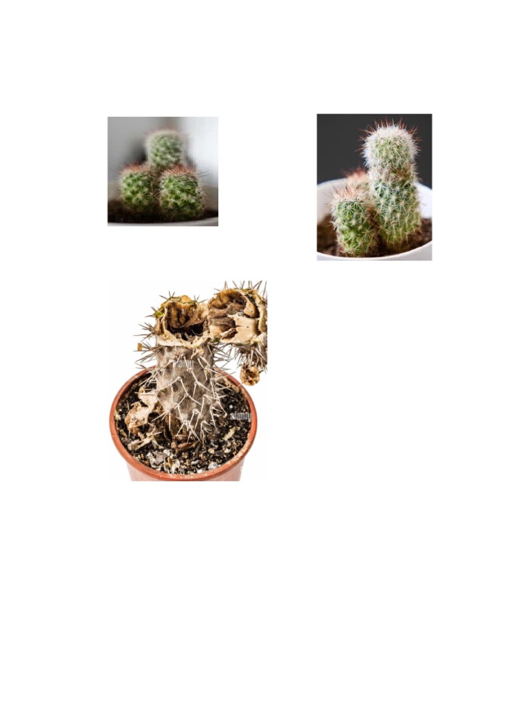 Cactus | PDF