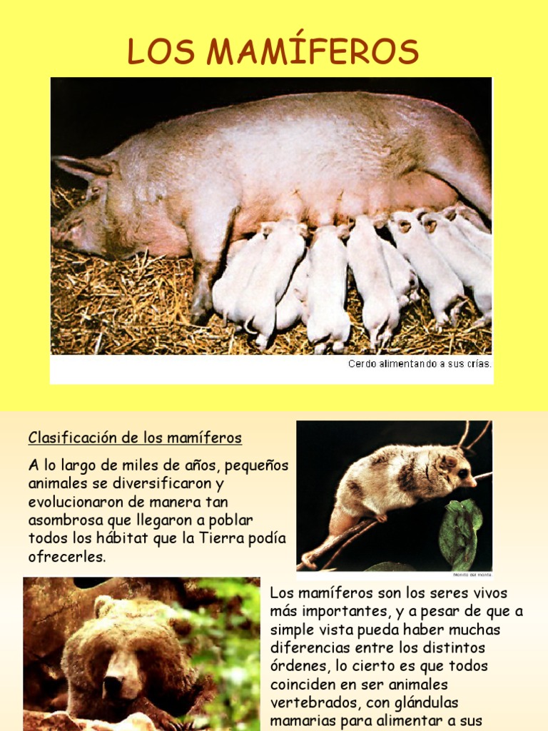 Los Mamíferos | PDF | Mamíferos | Marsupiales