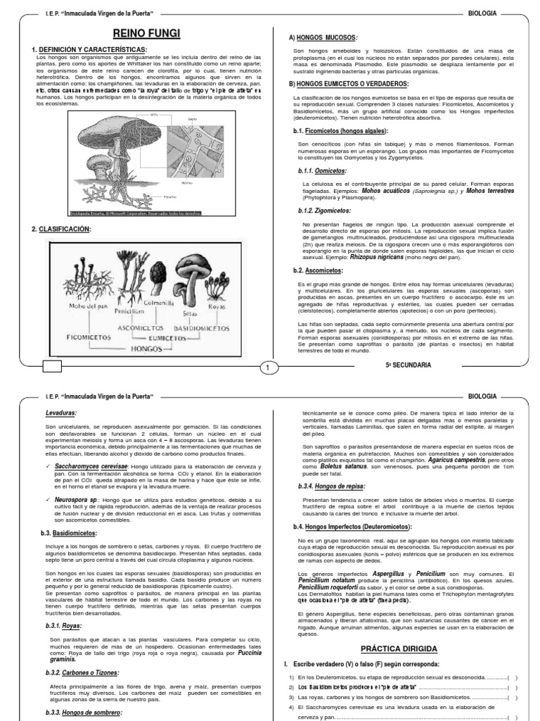 Sesion 04 - Reino Fungi - Anexo | PDF | Hongo | Organismos