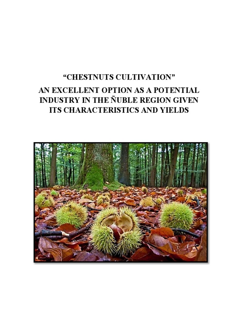 Chestnuts Cultivation | PDF | Chestnut | Agriculture