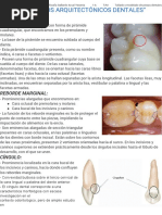 Curva de Spee y Wilson | PDF | Ortodoncia | Odontología