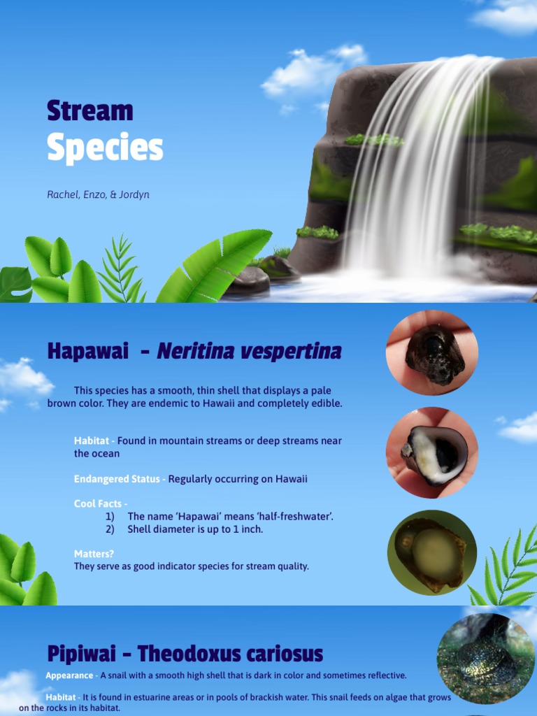 Stream Species | PDF | Habitat | Organisms