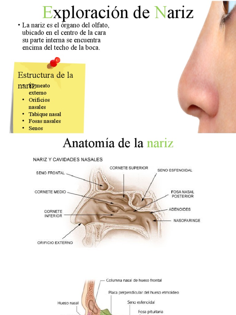 Exploración de Nariz | PDF | Nariz humana | Oído