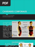 LOCALIZACI+ôN DE ESTRUCTURAS ANAT+ôMICAS. Cavidades Corporales. | PDF | Abdomen | Tórax