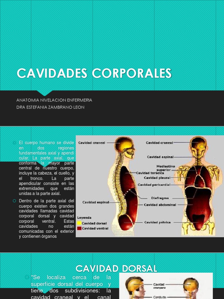Cavidades Corporales: Anatomia Nivelacion Enfermeria Dra Estefania ...