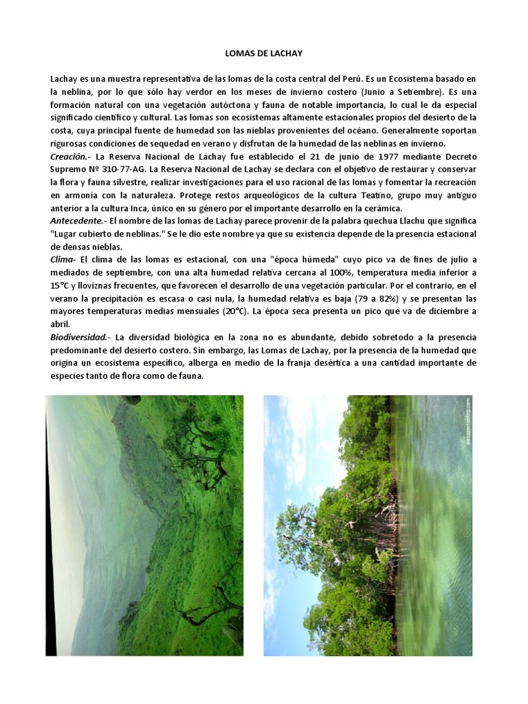 Lomas de Lachay | PDF