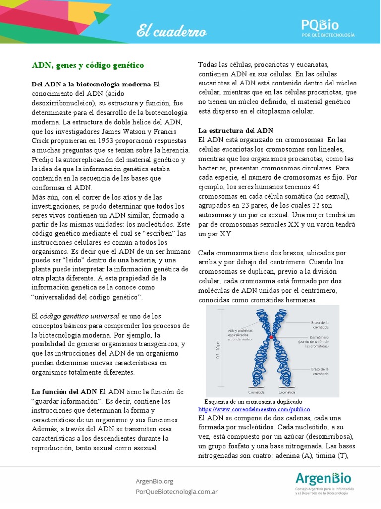 Actividad ADN y PROTEINAS | PDF | Adn | Traducción (biología)