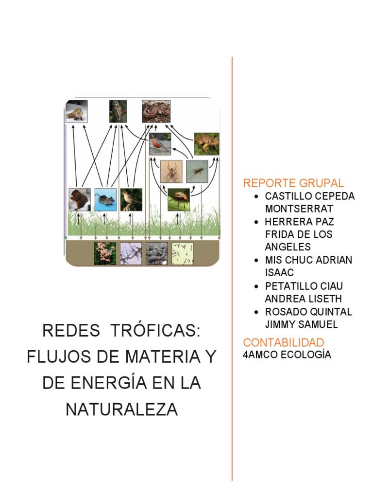 Redes Tróficas: Flujos de Materia Y de Energía en La Naturaleza | PDF ...