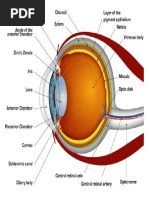 Exeter Eye Anatomy of The Human Eye Diagram - JPG | PDF