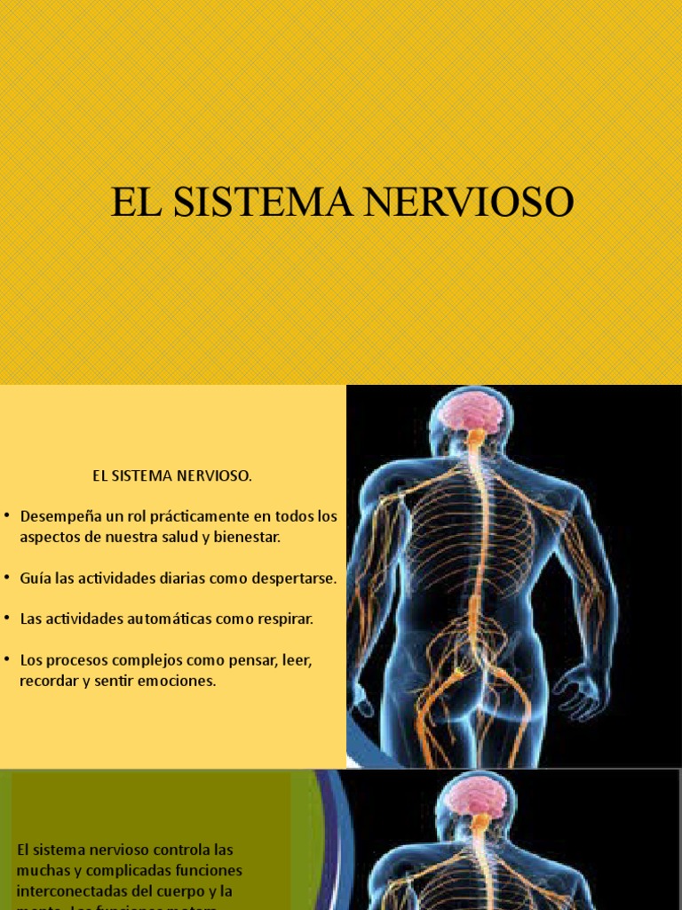 Sistema Nervioso | PDF