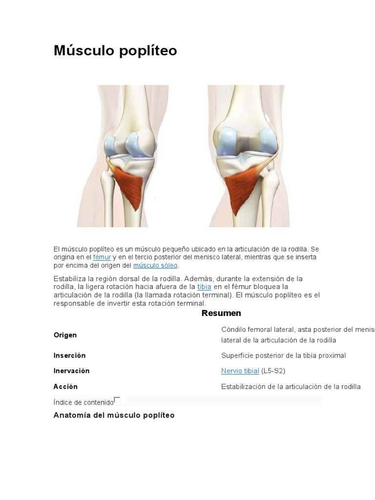 Músculo Poplíteo | PDF | Rodilla | Articulaciones