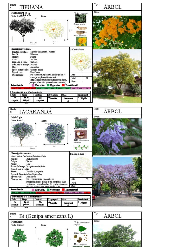 Tipuana Tipa Árbol: Morfología | PDF