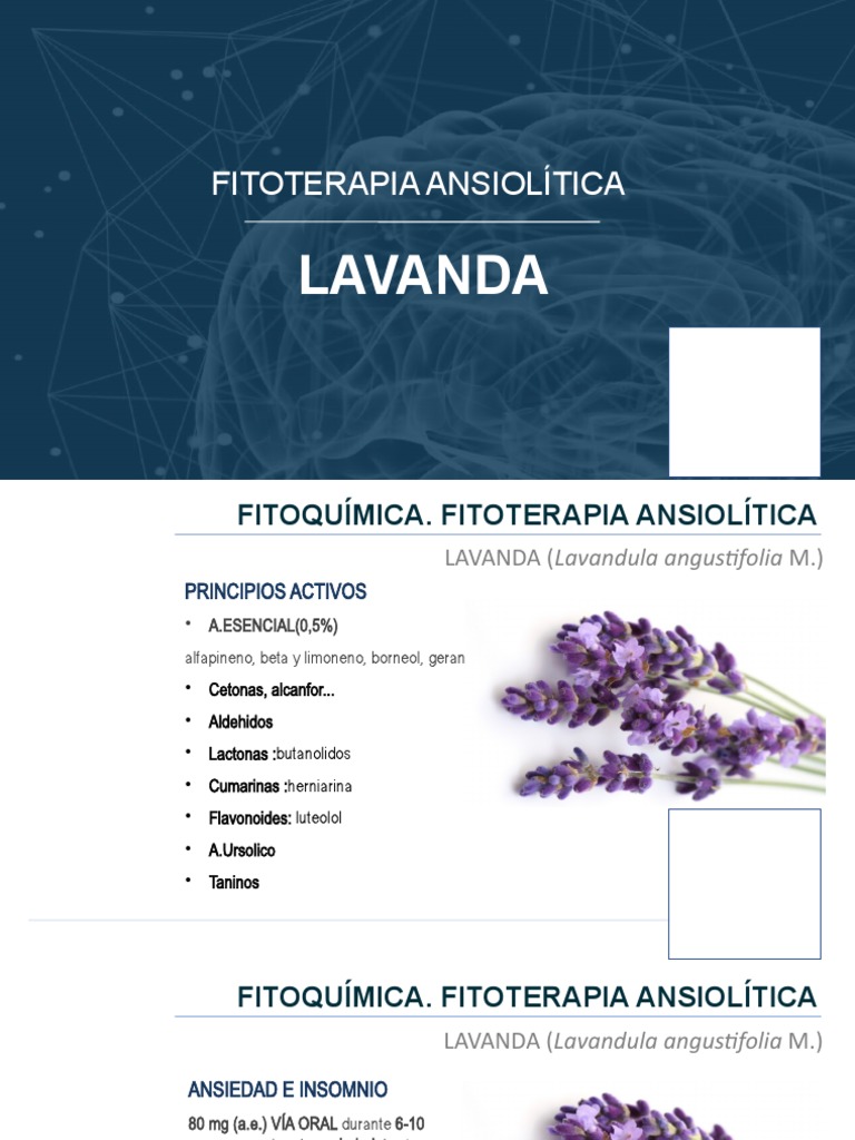 1 Lavanda | PDF | Lavandula | Medicina CLINICA