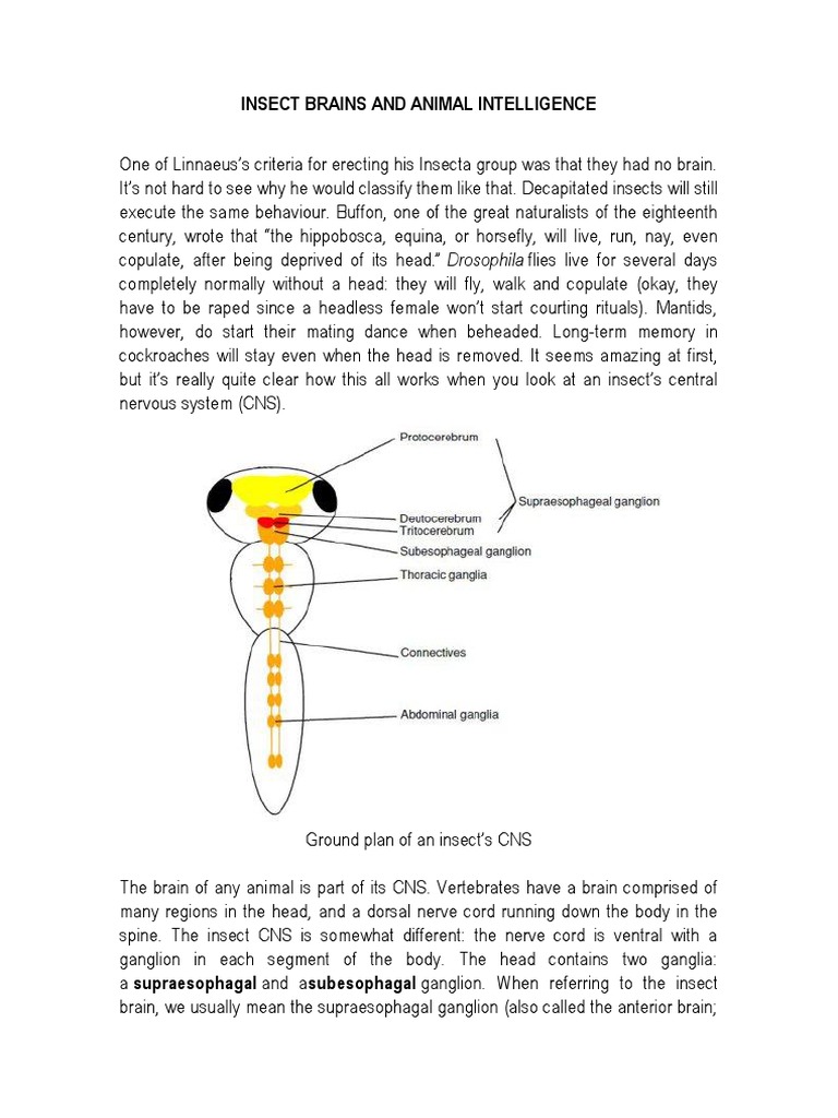 Insect Brains and Animal Intelligence | PDF | Social Science | Young Adult