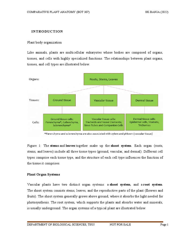 Bot 307 Comparative Plant Anatomy 1 | PDF | Leaf | Tissue (Biology)