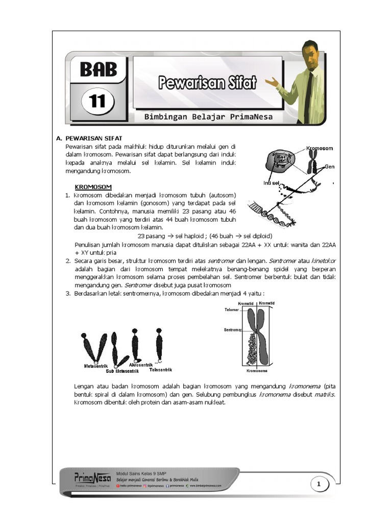 A. Pewarisan Sifat: Sentromer - Sentromer Kinetokor | PDF