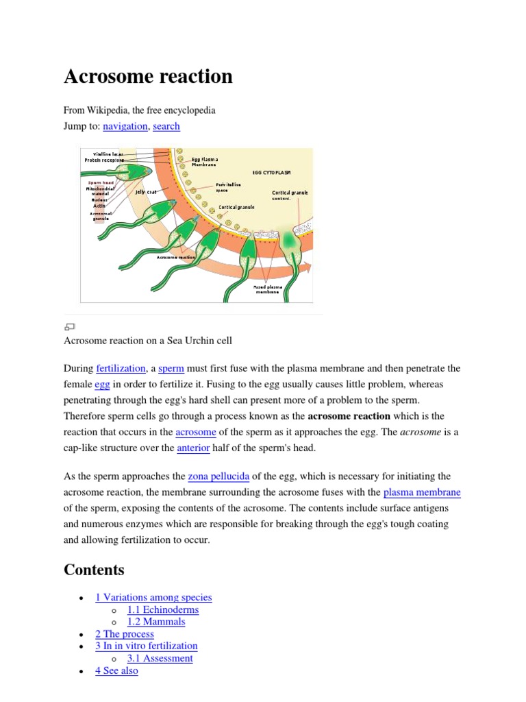 Acrosome Reaction | Cell Biology | Fertility