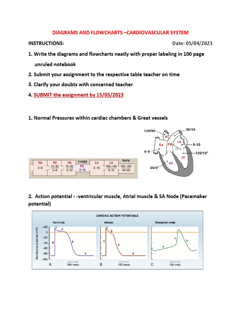 CVS - Charts & Diagrams | PDF | Heart | Atrium (Heart)
