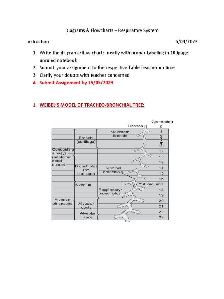 Respiratory System Diagrams Guide | PDF | Breathing | Lung
