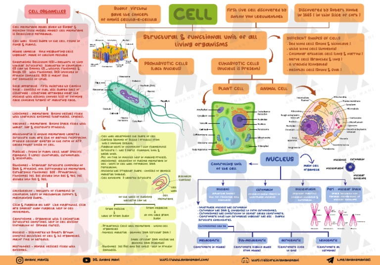 An Overview of Cell Structure and Function in Prokaryotic and ...