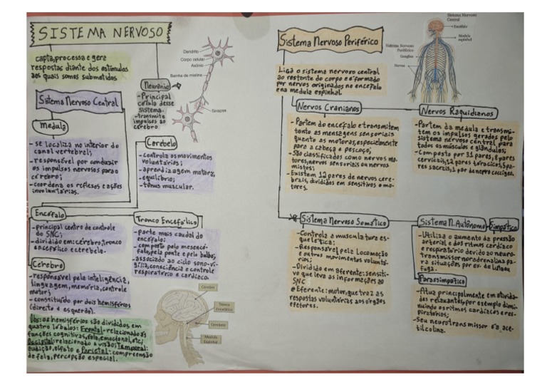 Mapa Mental Neuro | PDF
