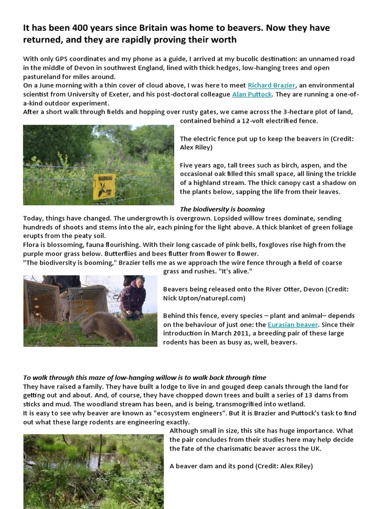 Year 10 Beaver Article | PDF | Organisms