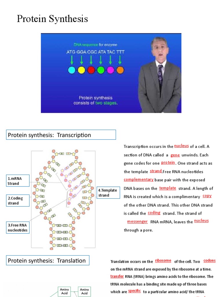 Protein Synthesis | PDF | Translation (Biology) | Rna