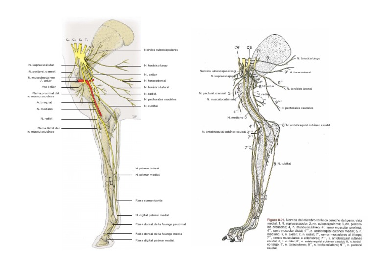 Diagrama de los nervios del brazo y la mano | PDF | Extremidades ...