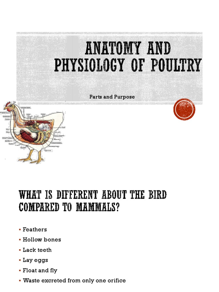 Anatomy and Physiology of Poultry | Download Free PDF | Digestion ...
