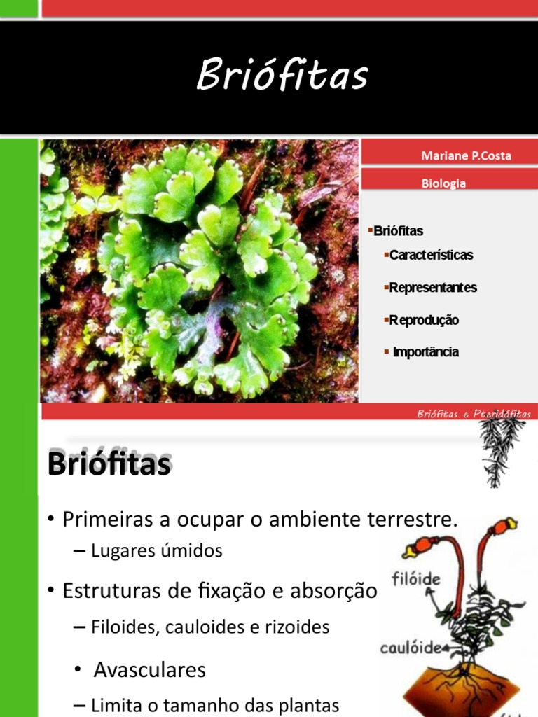 Características das Briófitas e Pteridófitas | PDF | Musgo | Samambaia