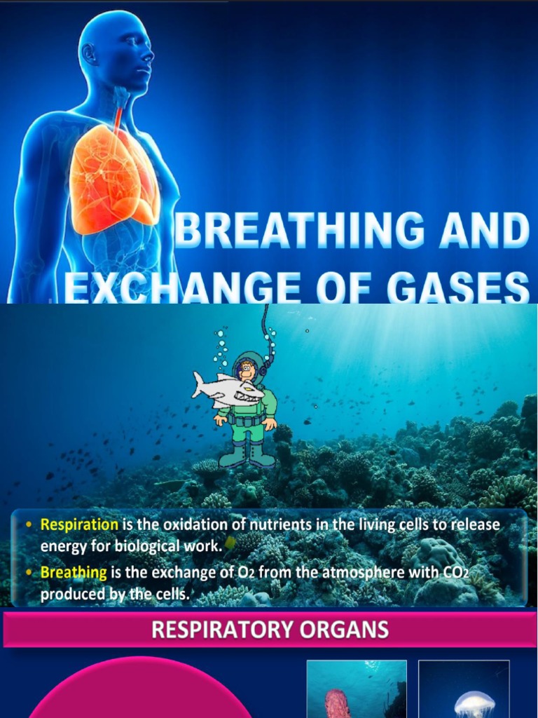 Breathing and Exchange Os Gases | PDF