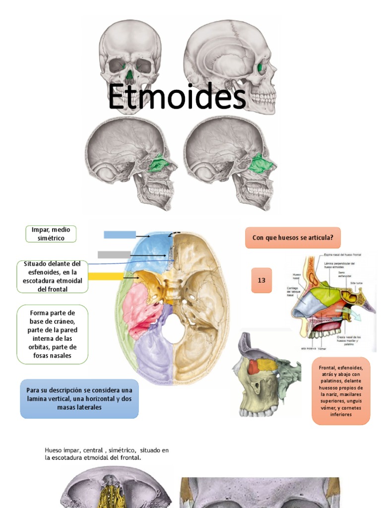 Etmoides 23 | PDF