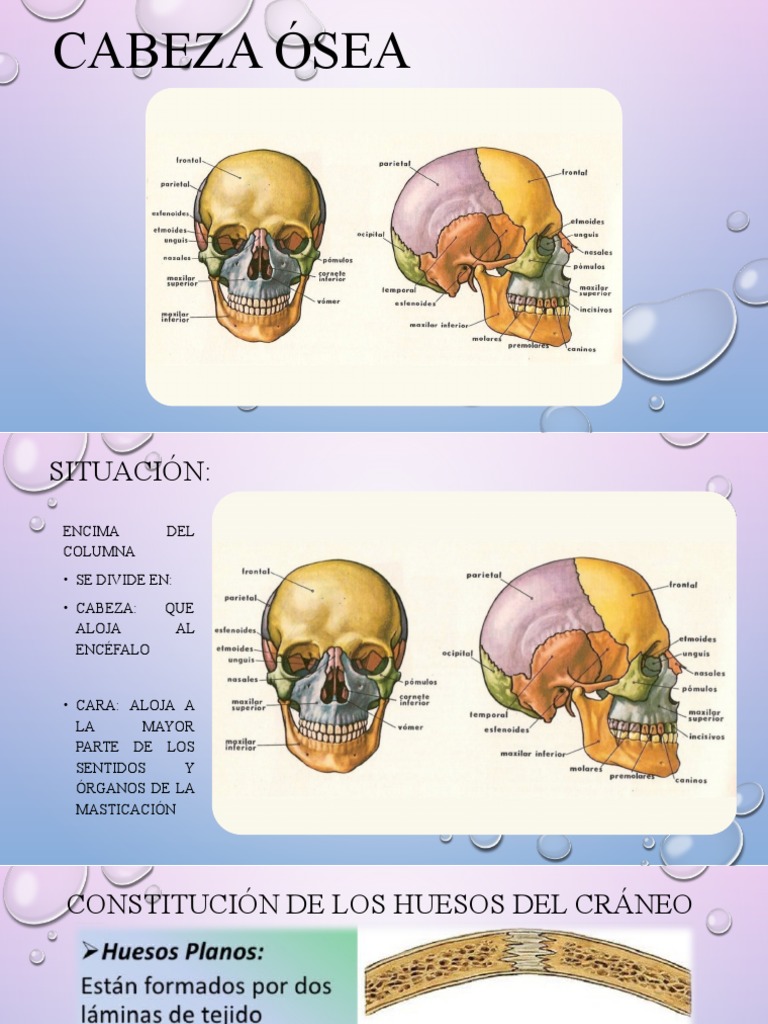 Cabeza Ósea 22 | PDF