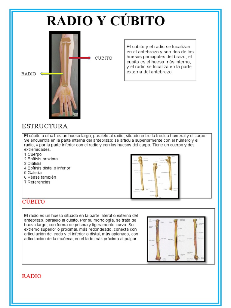 Radio y Cúbito | PDF