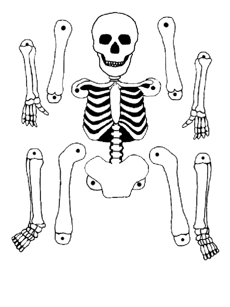 Esqueleto Esqueleto Armable | PDF